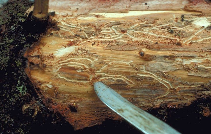 Beetles continue to cause forest health concerns | SteamboatToday.com